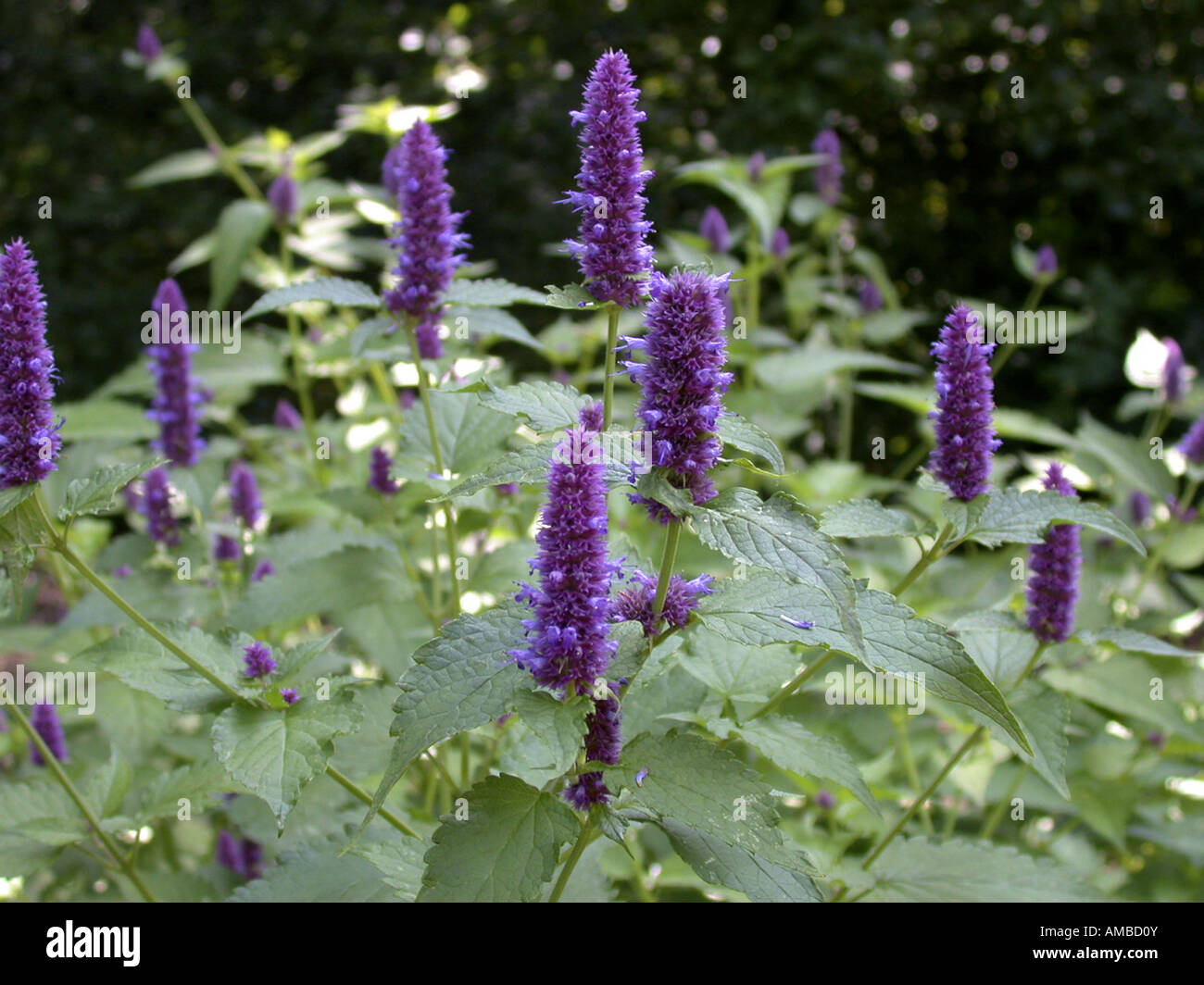 giant hyssop, nettle leaf giant hyssop (Agastache urticifolia ...