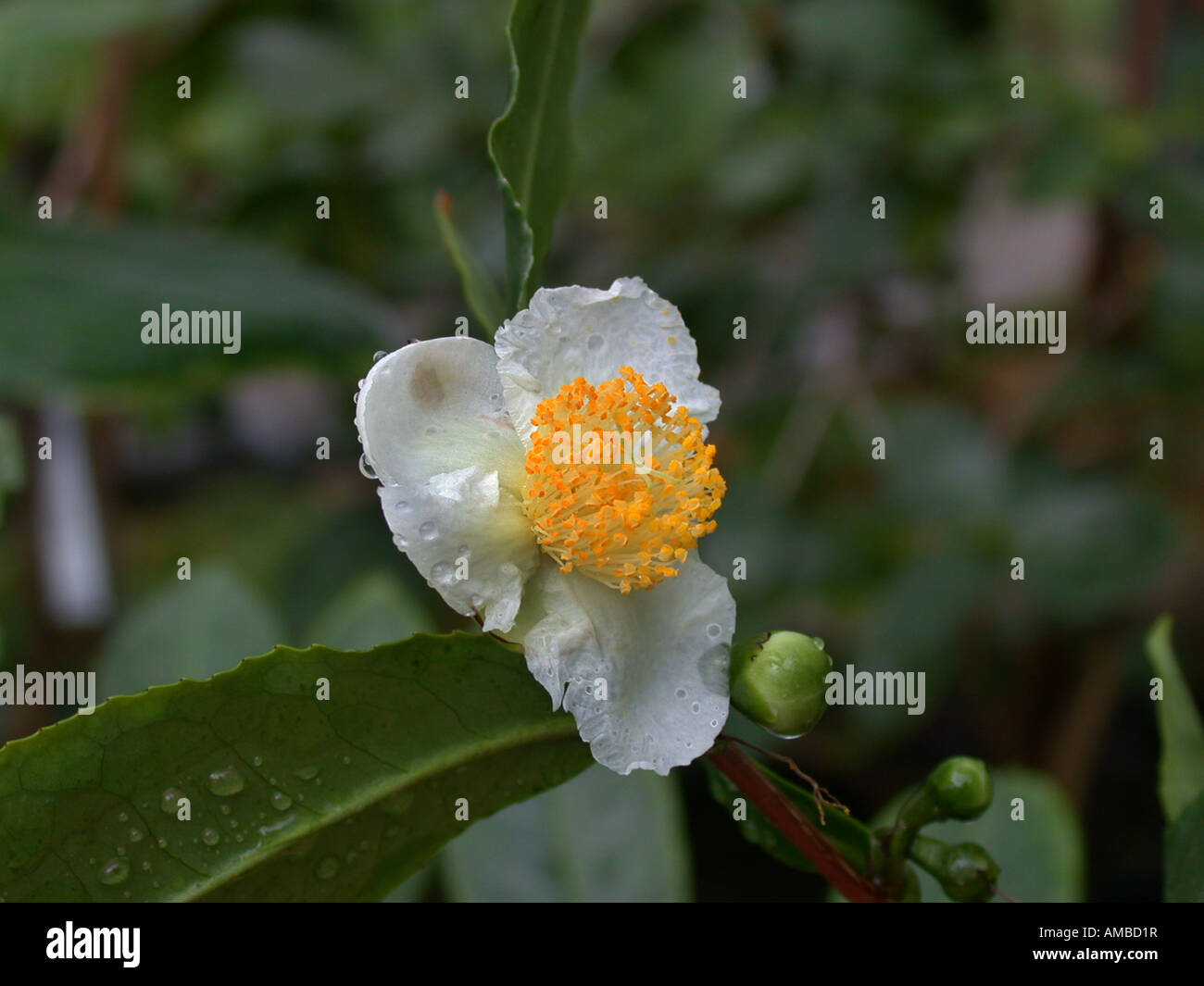 tea plant (Camellia sinensis, Thea sinensis), flower Stock Photo - Alamy