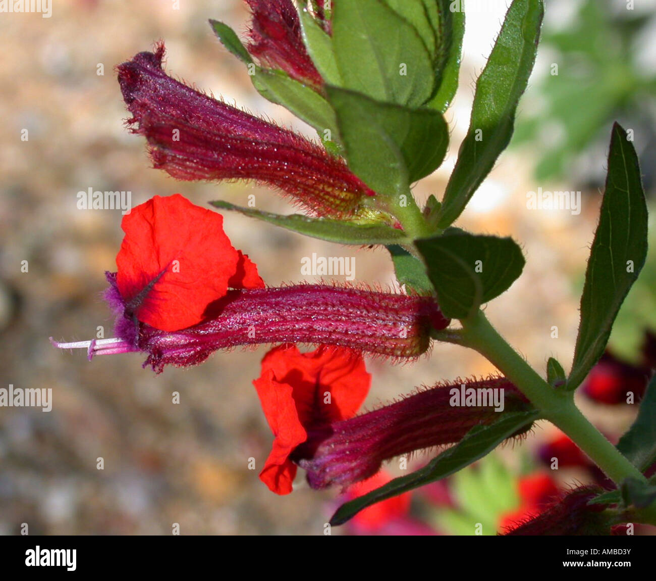 Cigar plant hi-res stock photography and images - Alamy