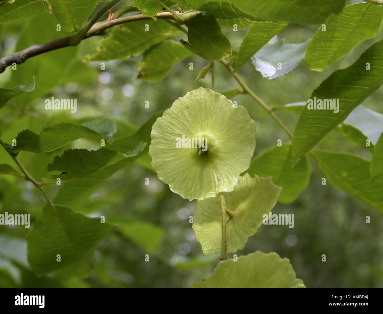 Cyclocarya (Cyclocarya paliurus (Pterocarya paliurus)), fruit Stock ...