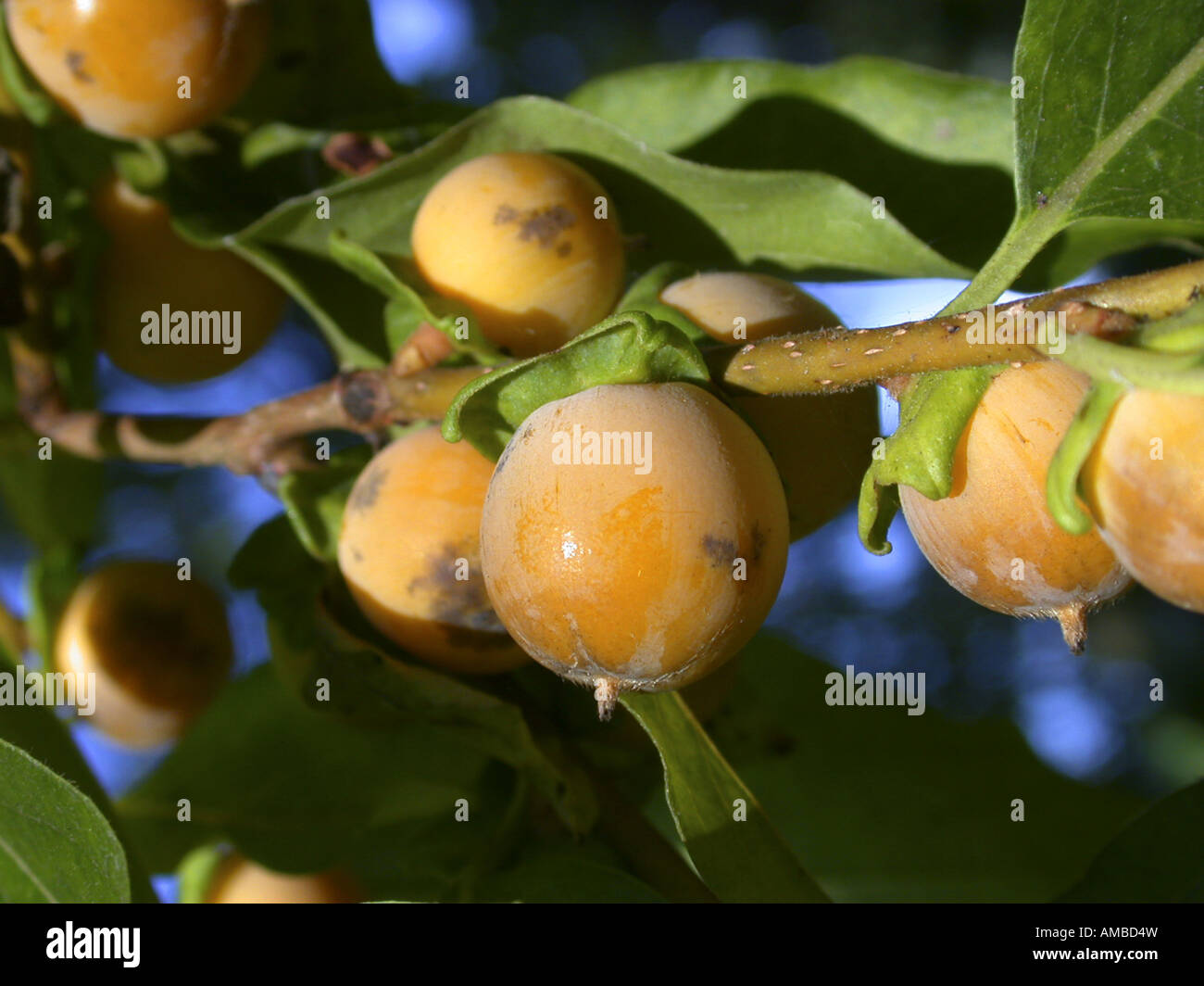 date plum tree (Diospyros lotus), fruits Stock Photo - Alamy