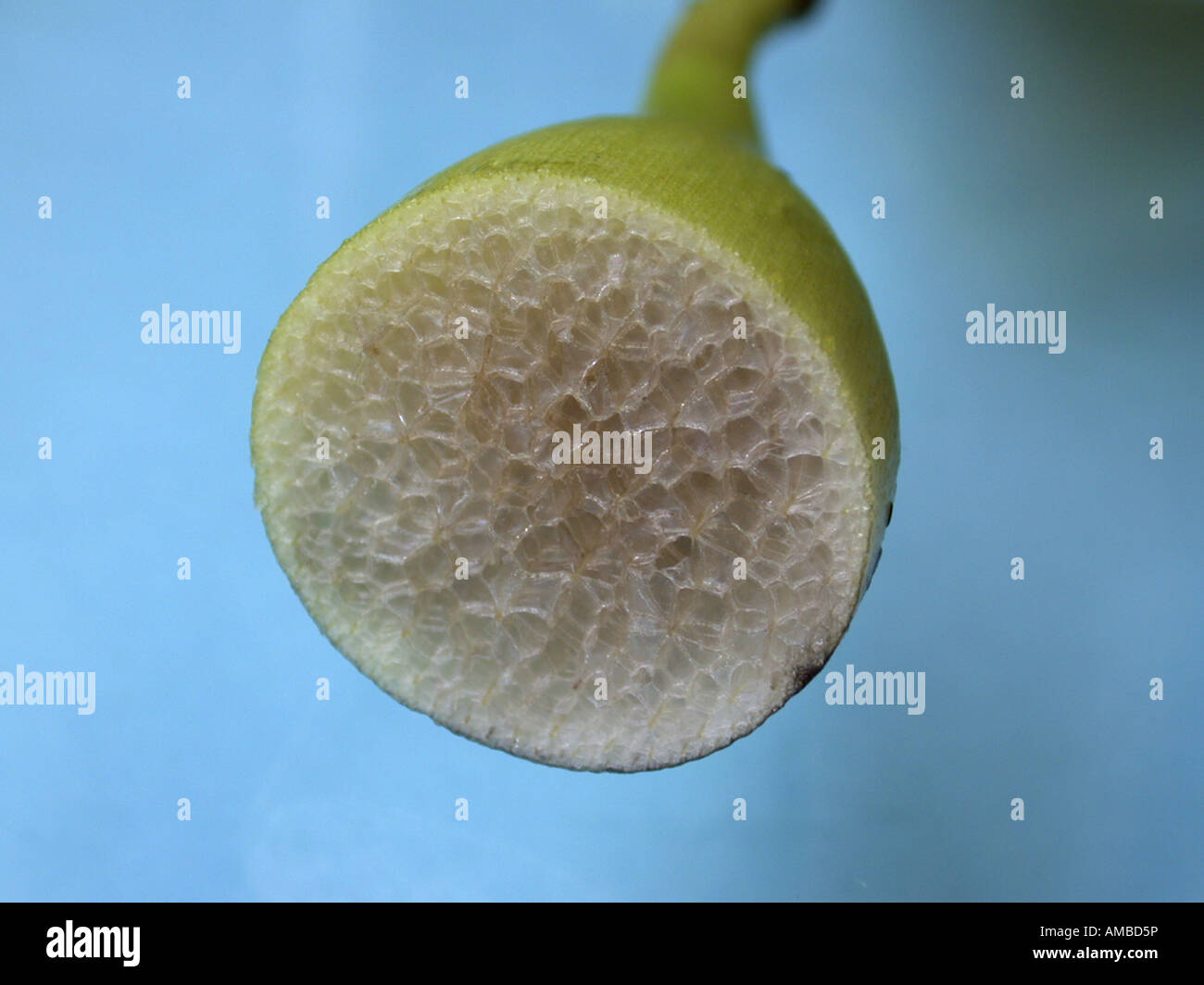 waterhyacinth, common water-hyacinth (Eichhornia crassipes), cross ...