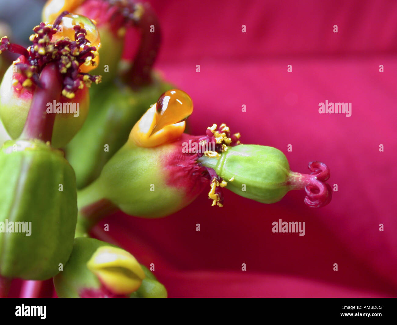 poinsettia (Euphorbia pulcherrima), inflorescence with extrafloral ...