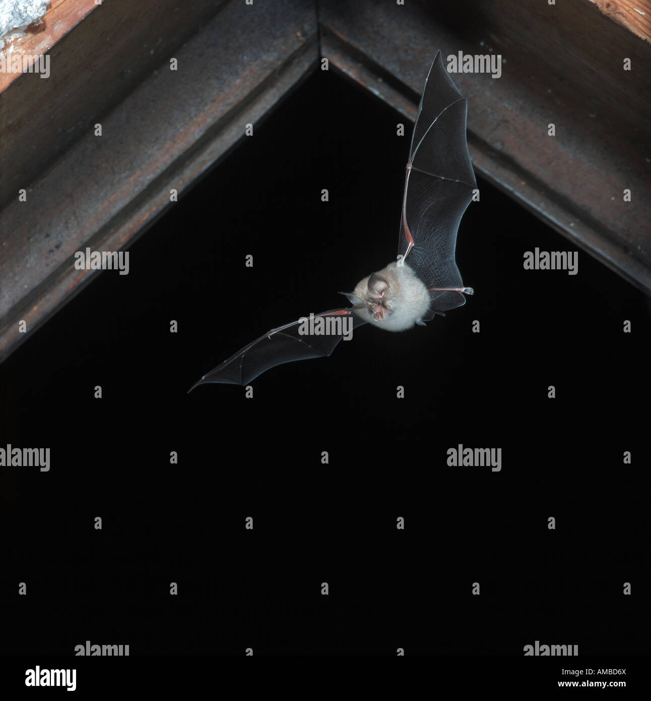 lesser horseshoe bat (Rhinolophus hipposideros), flying, Austria ...