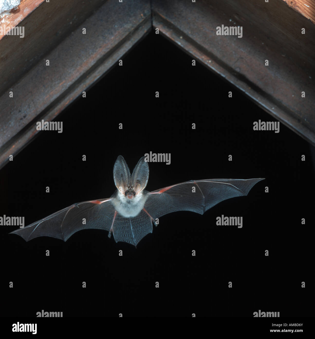 grey long-eared bat (Plecotus austriacus), flying, Austria, Kaernten ...