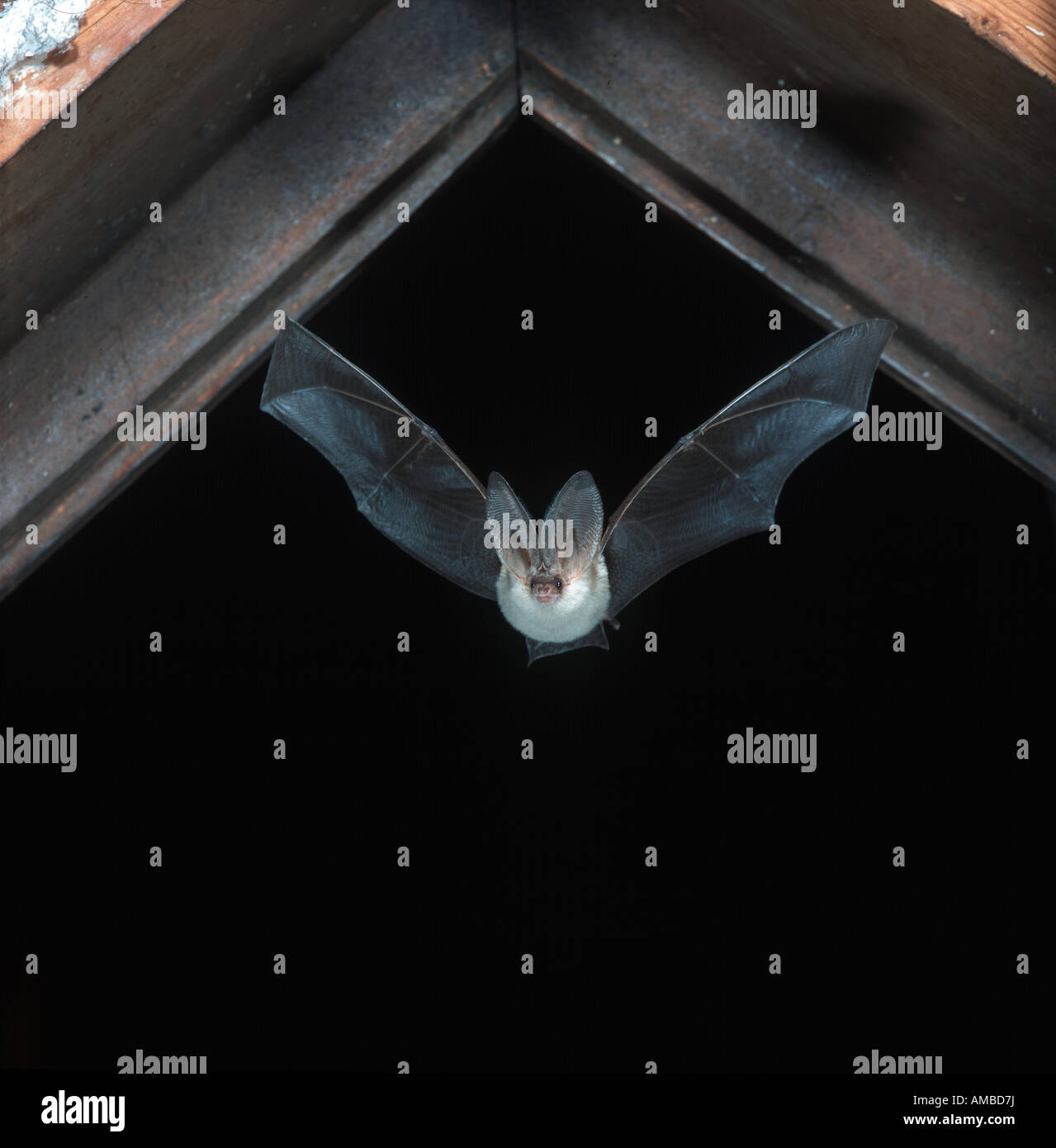 grey long-eared bat Plecotus austriacus flying, Austria, Kaernten Stock ...