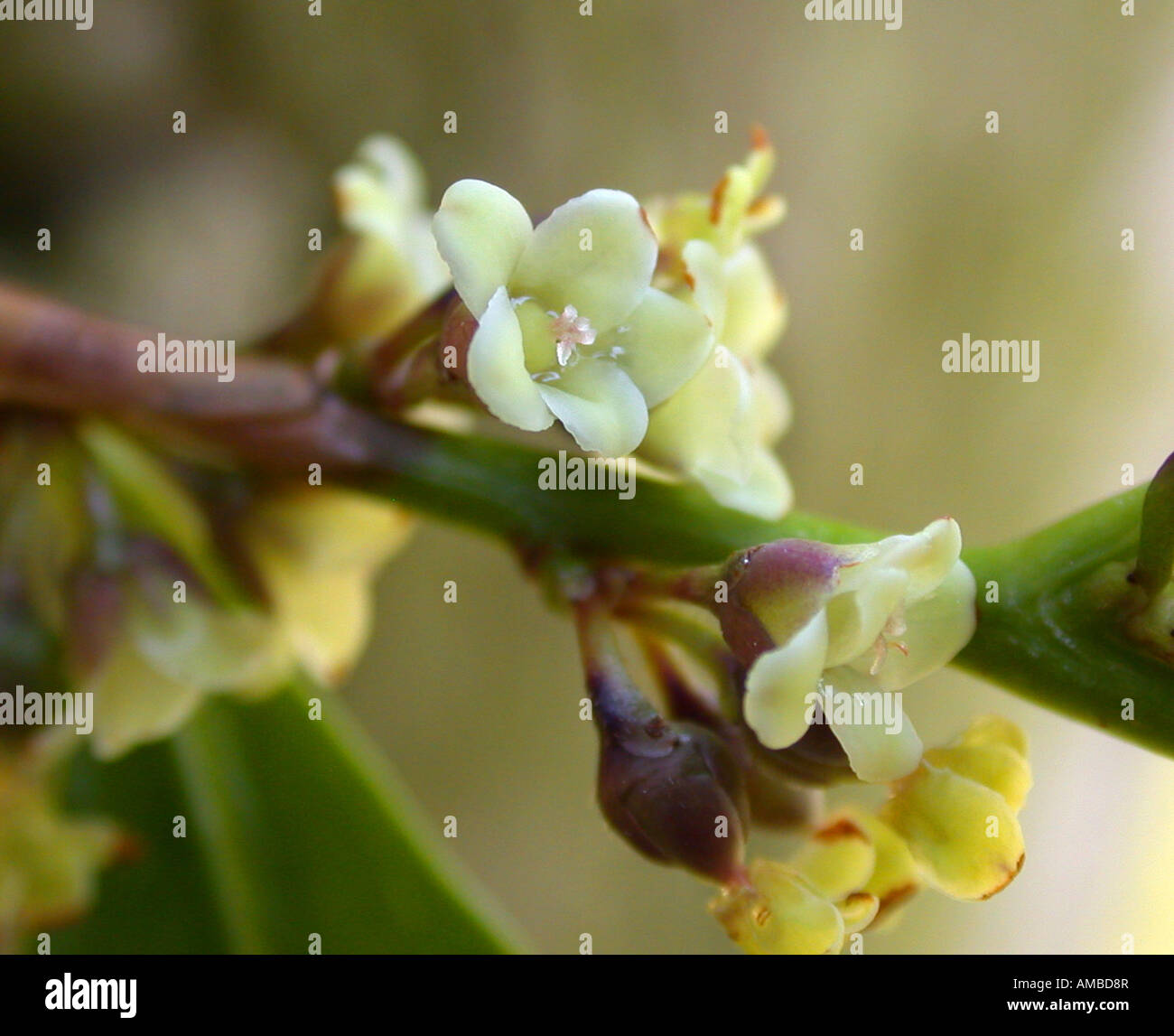 Cleyera japonica hi-res stock photography and images - Alamy