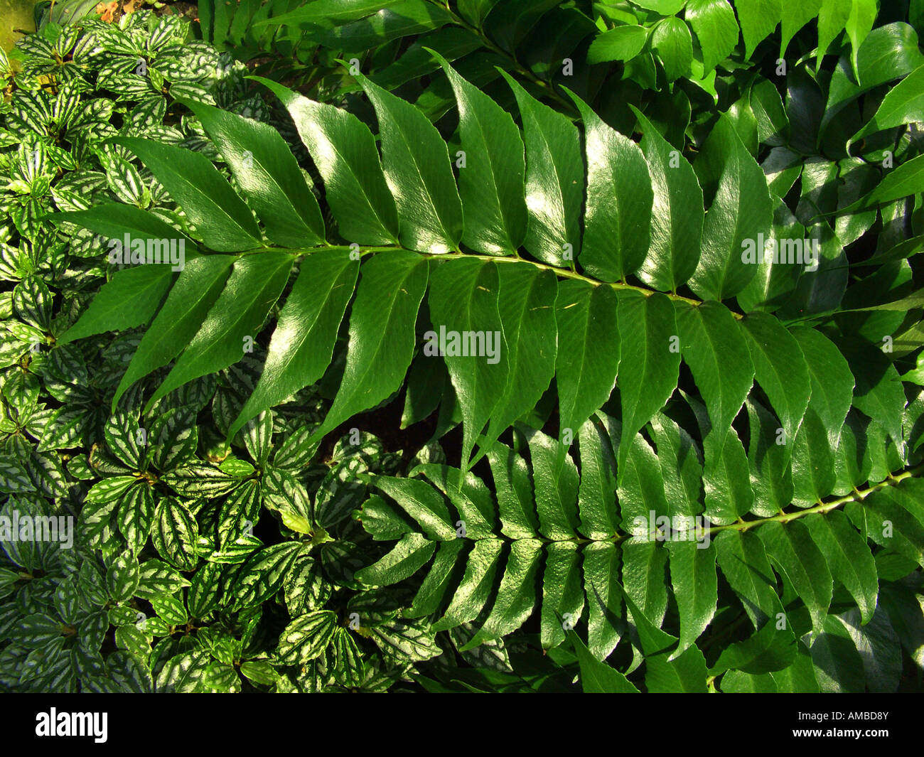 Cyrtomium falcatum hi-res stock photography and images - Alamy