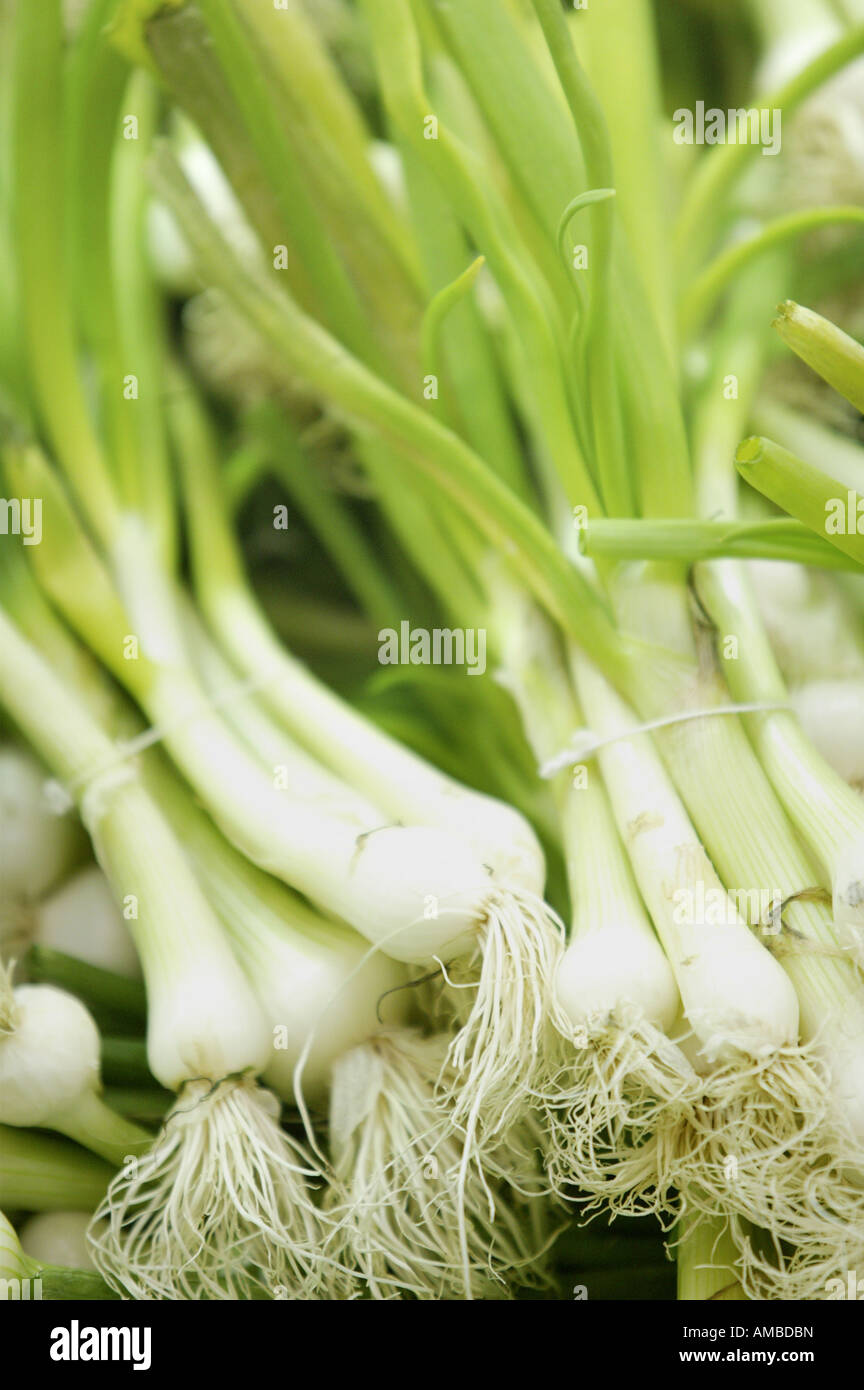 Welsh onion allium fistulosum hi-res stock photography and images - Alamy