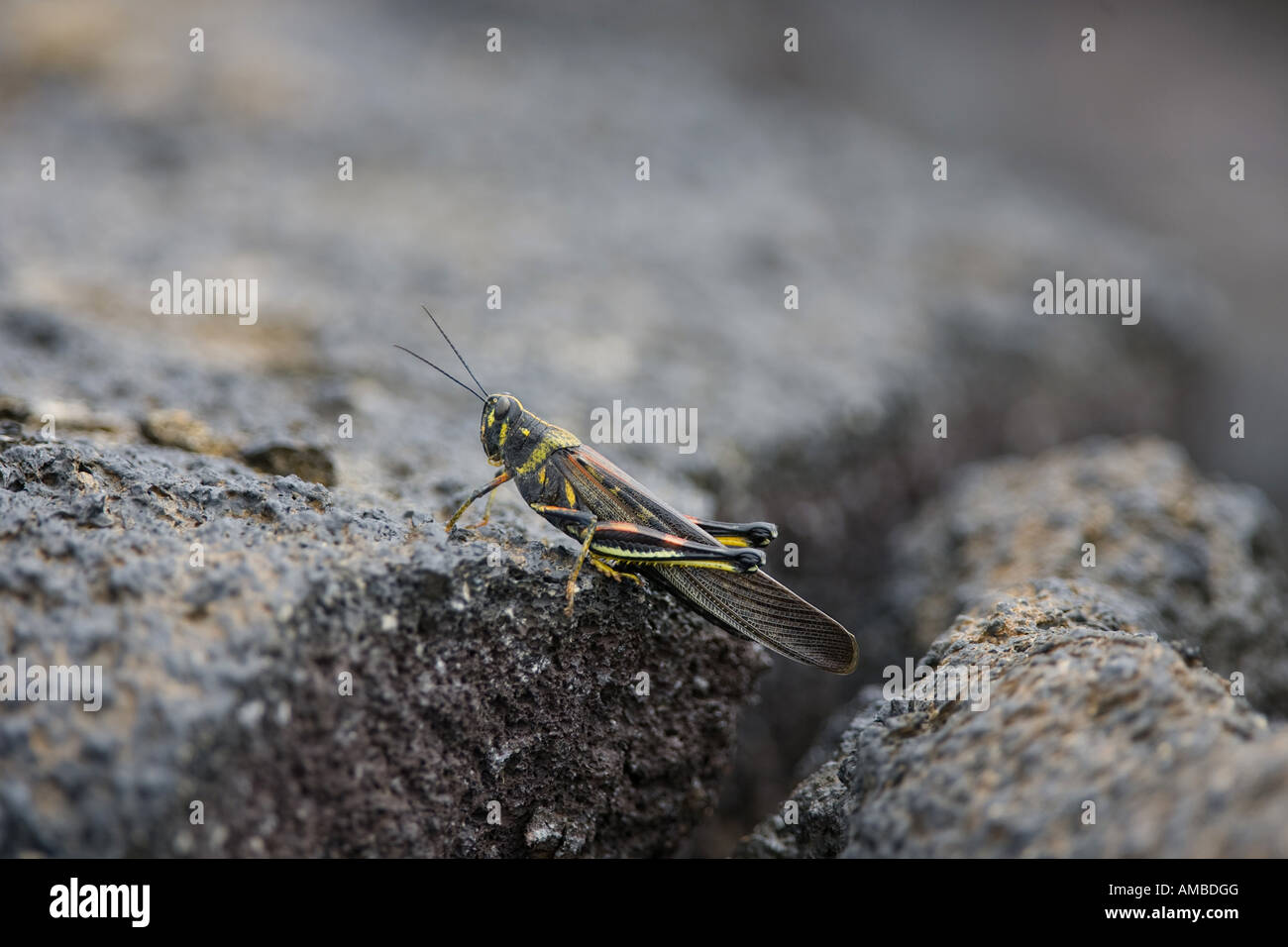 Large Painted Locust, Galapagos Locust (Schistocerca melanocera ...