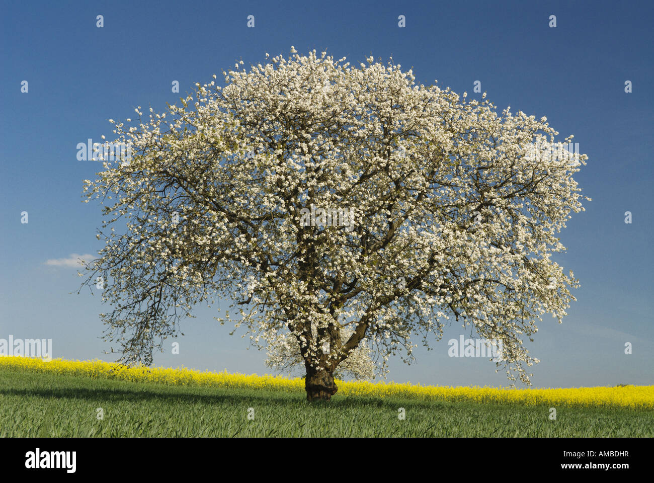 wild cherry, sweet cherry, gean, mazzard (Prunus avium), blooming ...