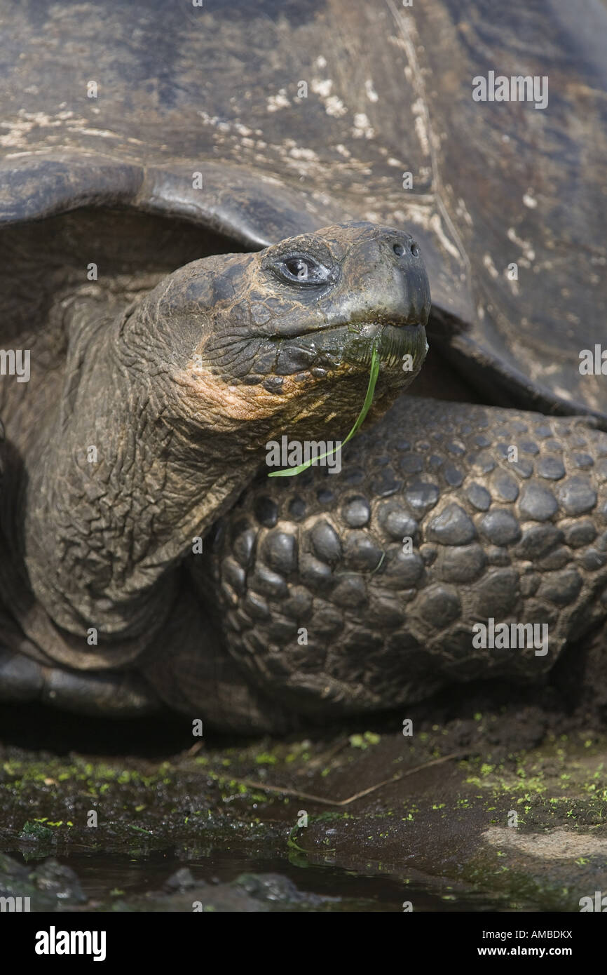 Galapagos giant tortoise (Geochelone elephantopus porteri, Geochelone ...