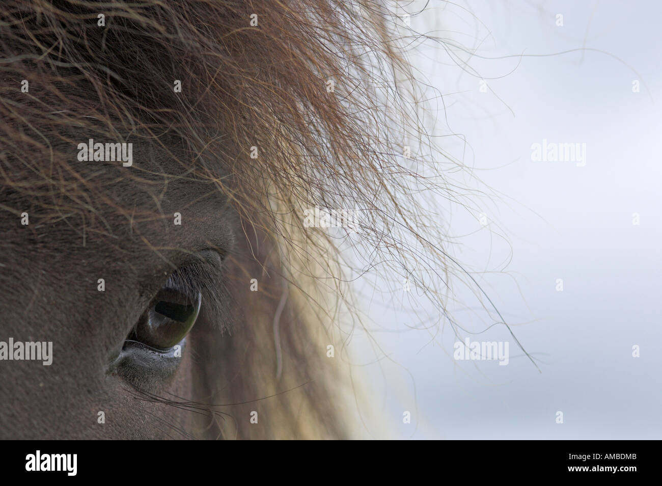 Icelandic horse eye Stock Photo - Alamy