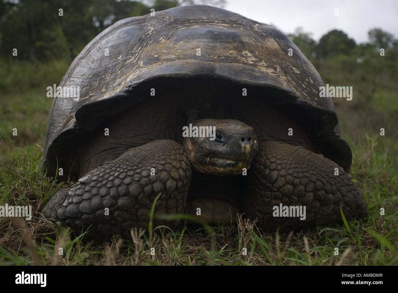 Galapagos giant tortoise (Geochelone elephantopus, Geochelone nigra ...