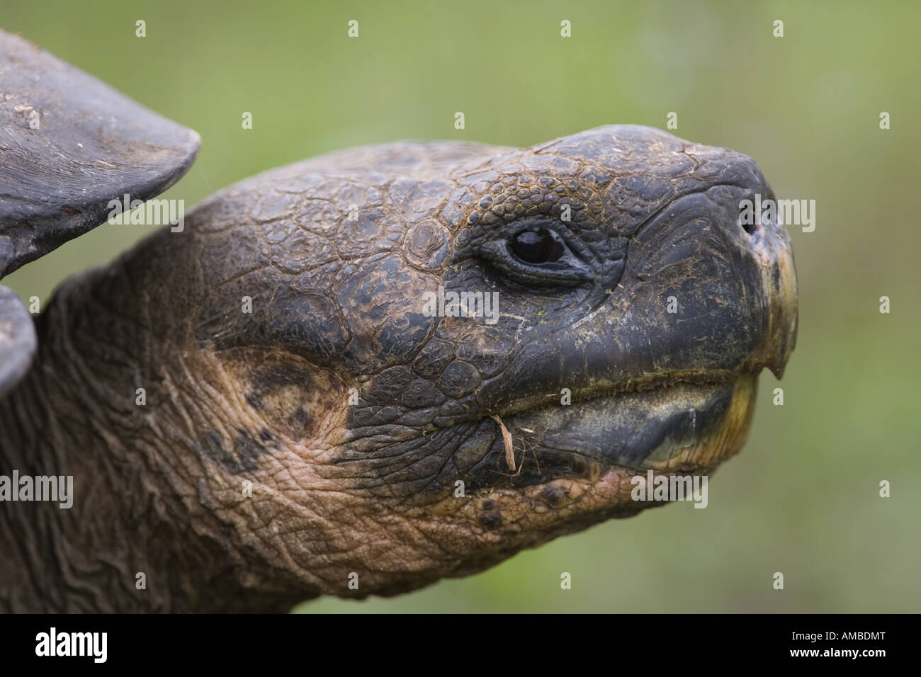 Galapagos giant tortoise (Geochelone elephantopus, Geochelone nigra ...