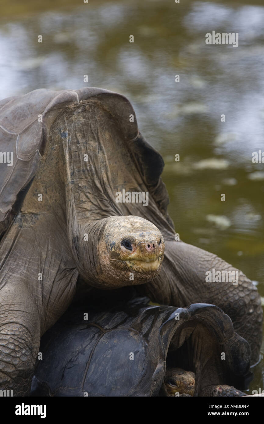 Galapagos giant tortoise (Testudo elephantopus abingdoni, Geochelone ...
