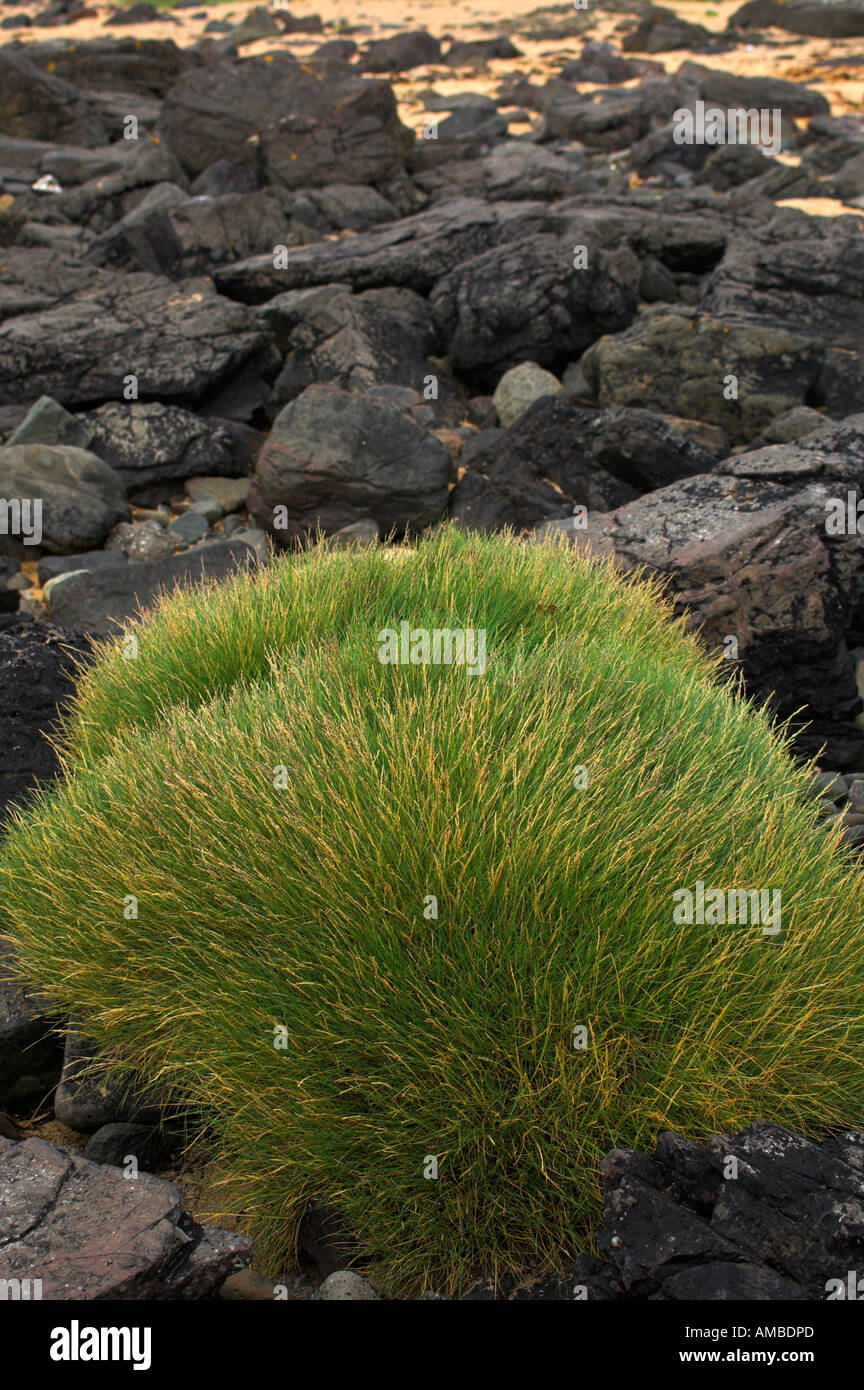 Green grass growing on stone Stock Photo - Alamy