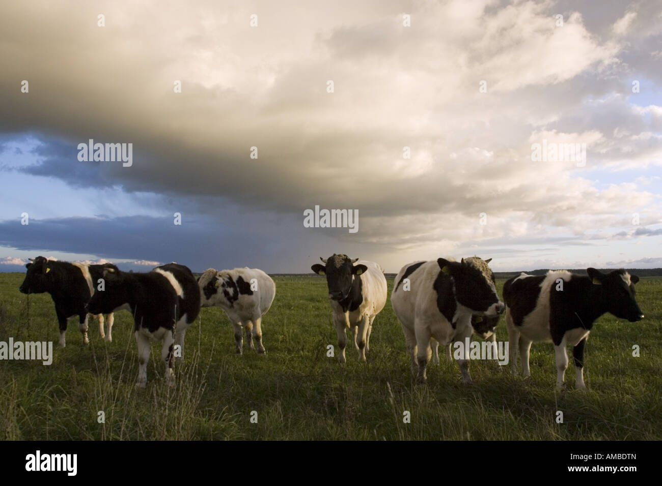 domestic cattle (Bos primigenius f. taurus), cows in pasture, Poland ...