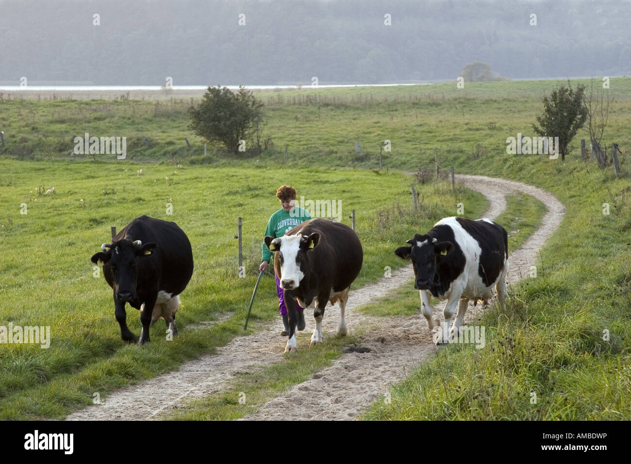 domestic cattle (Bos primigenius f. taurus), polish countrywoman ...