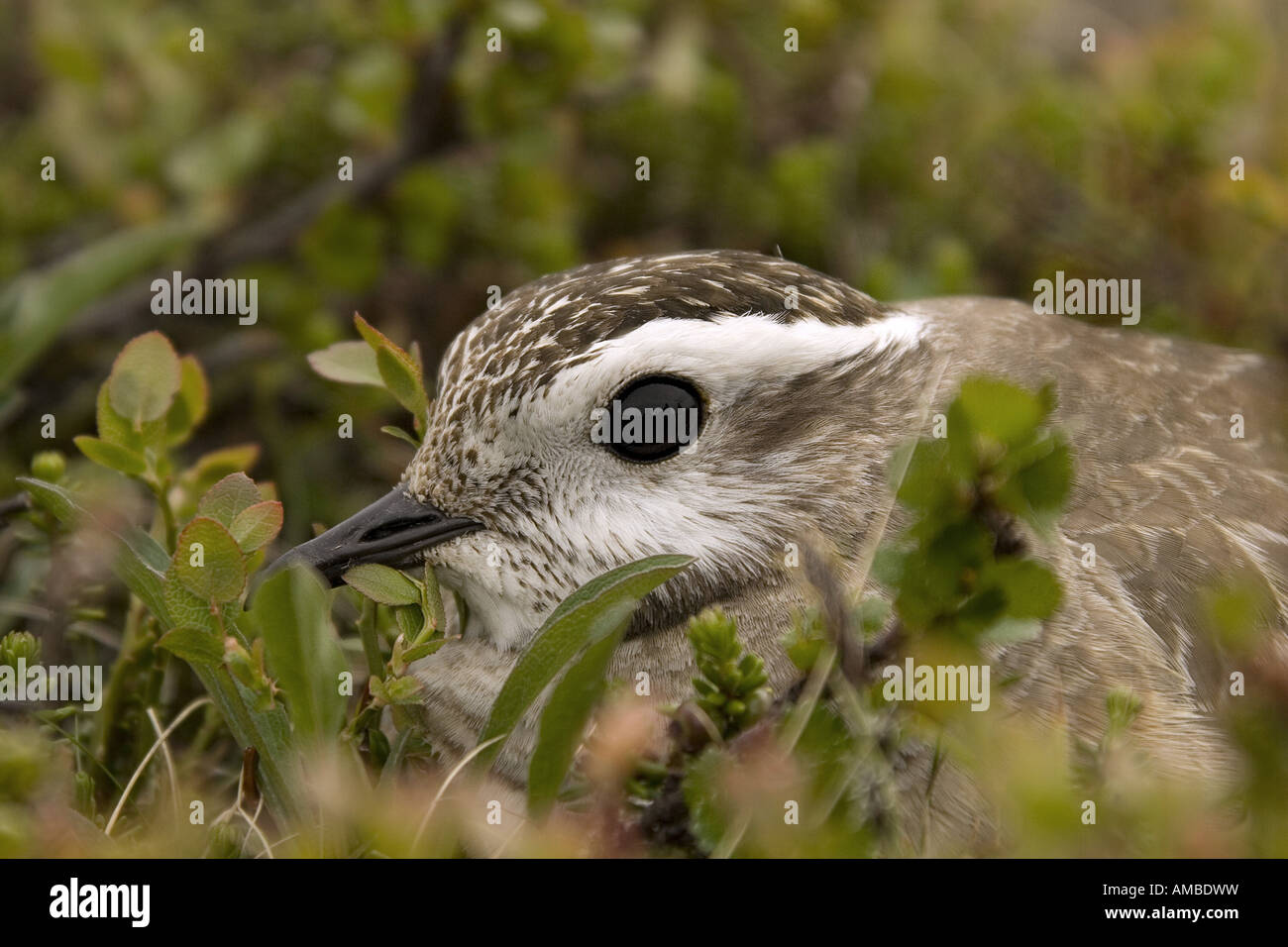 dotterel, Speedy dotterel (Charadrius morinellus, Eudromias morinellus ...