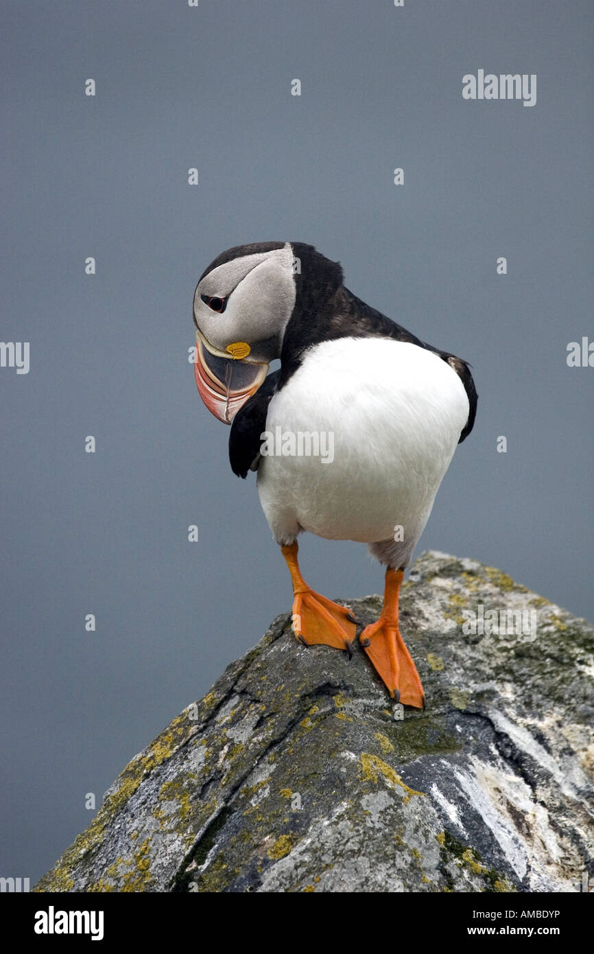 Atlantic puffin, Common puffin (Fratercula arctica), at resting place ...