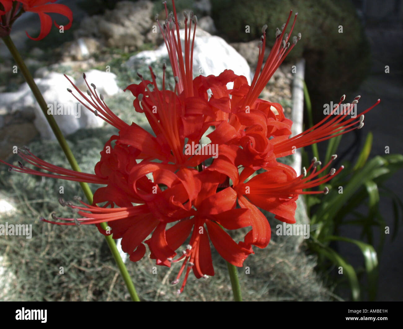 Guernsey lily nerine sarniensis hi-res stock photography and images - Alamy