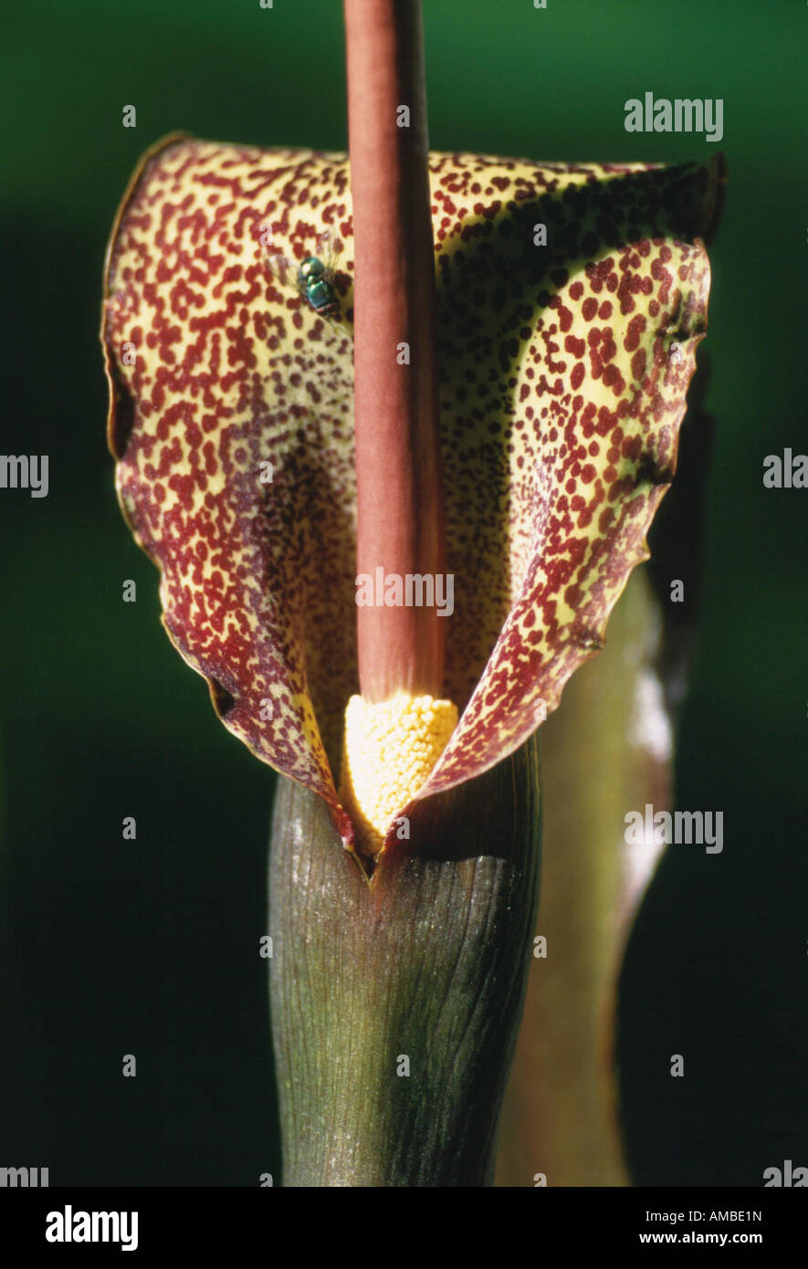 Voodoo Lily (Sauromatum venosum, Sauromatum guttatum, Arum cornutum ...