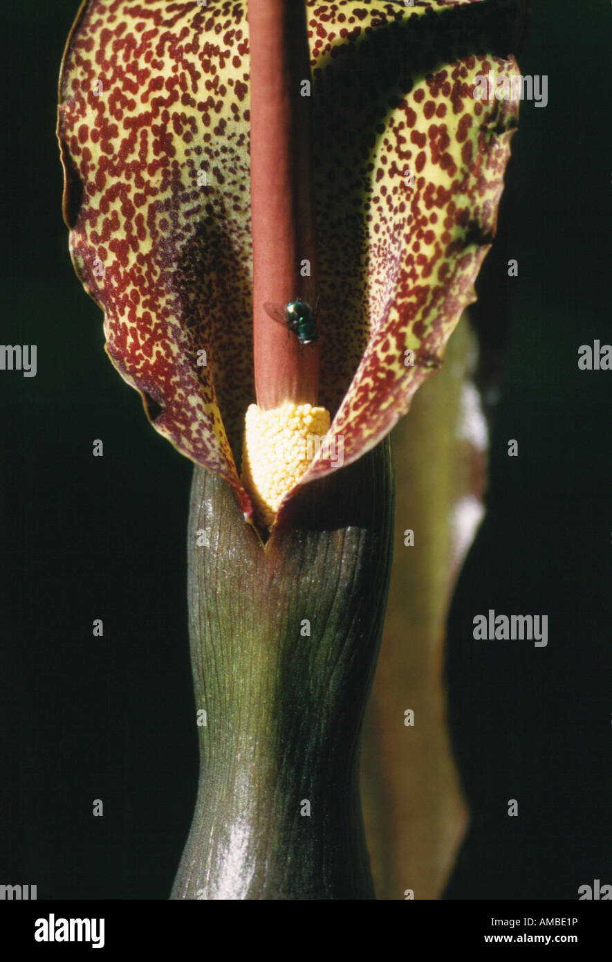 Voodoo Lily Sauromatum Venosum Sauromatum Guttatum Arum Cornutum Inflorescence With Fly
