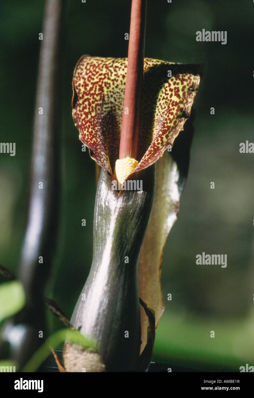Voodoo Lily (Sauromatum venosum, Sauromatum guttatum, Arum cornutum ...