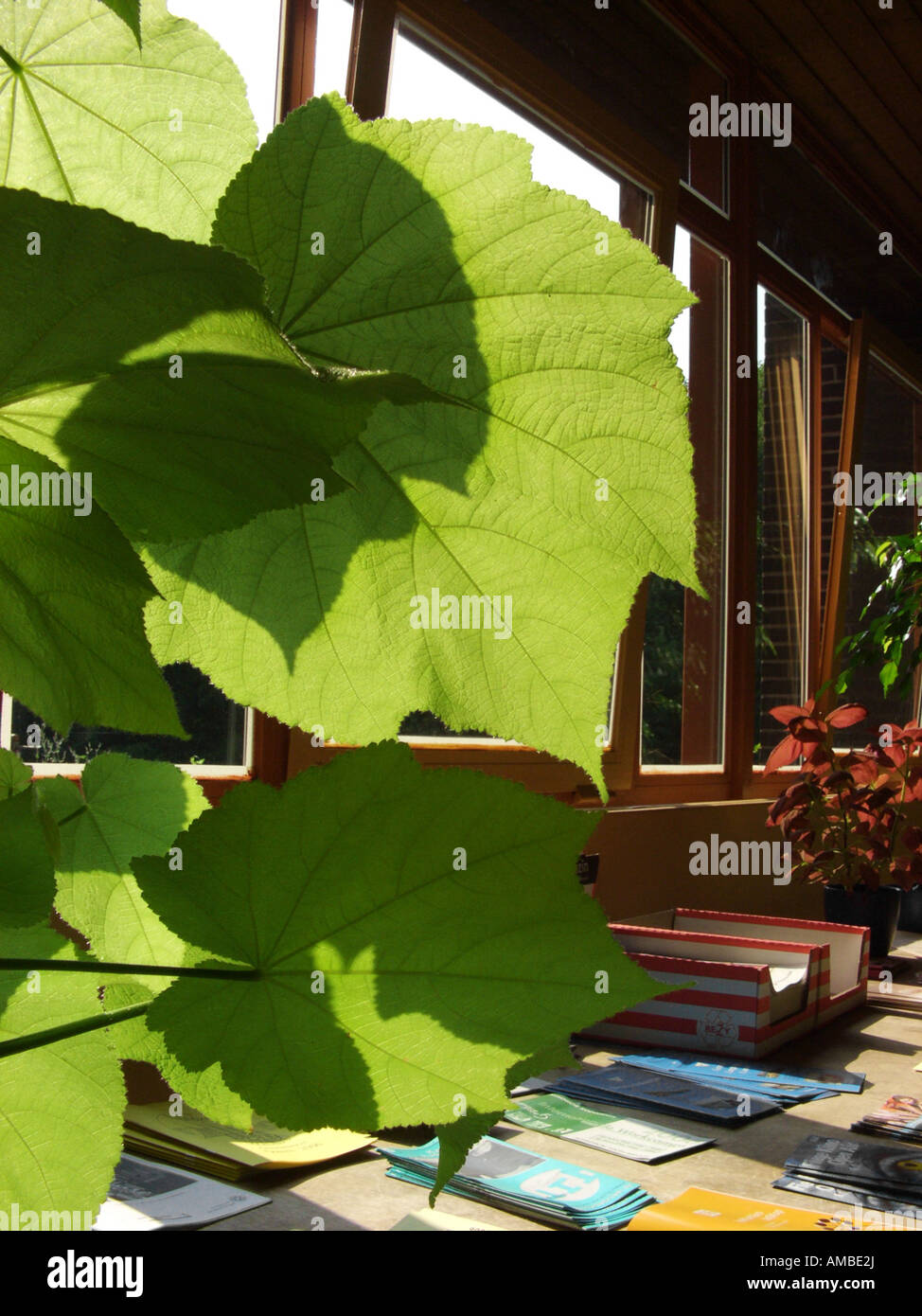 Variegated African Hemp, African Hemp (Sparrmannia africana), leaves in ...