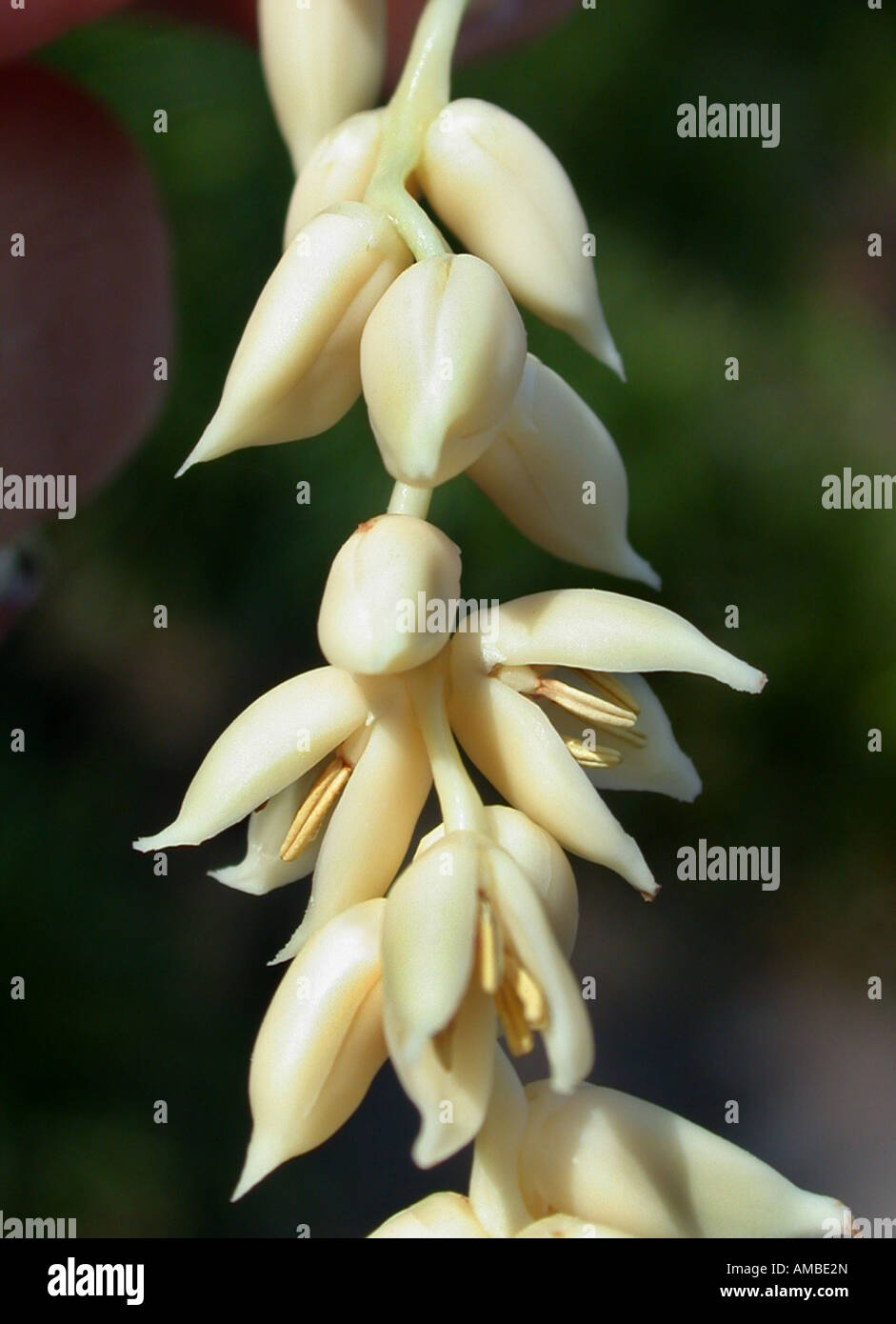 pygmy date palm, miniature date palm (Phoenix roebelenii), male flowers ...