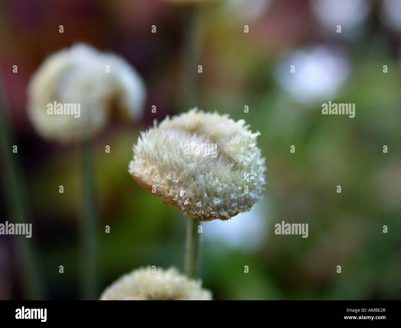 Syngonanthus chrysanthus mikado hi-res stock photography and images - Alamy