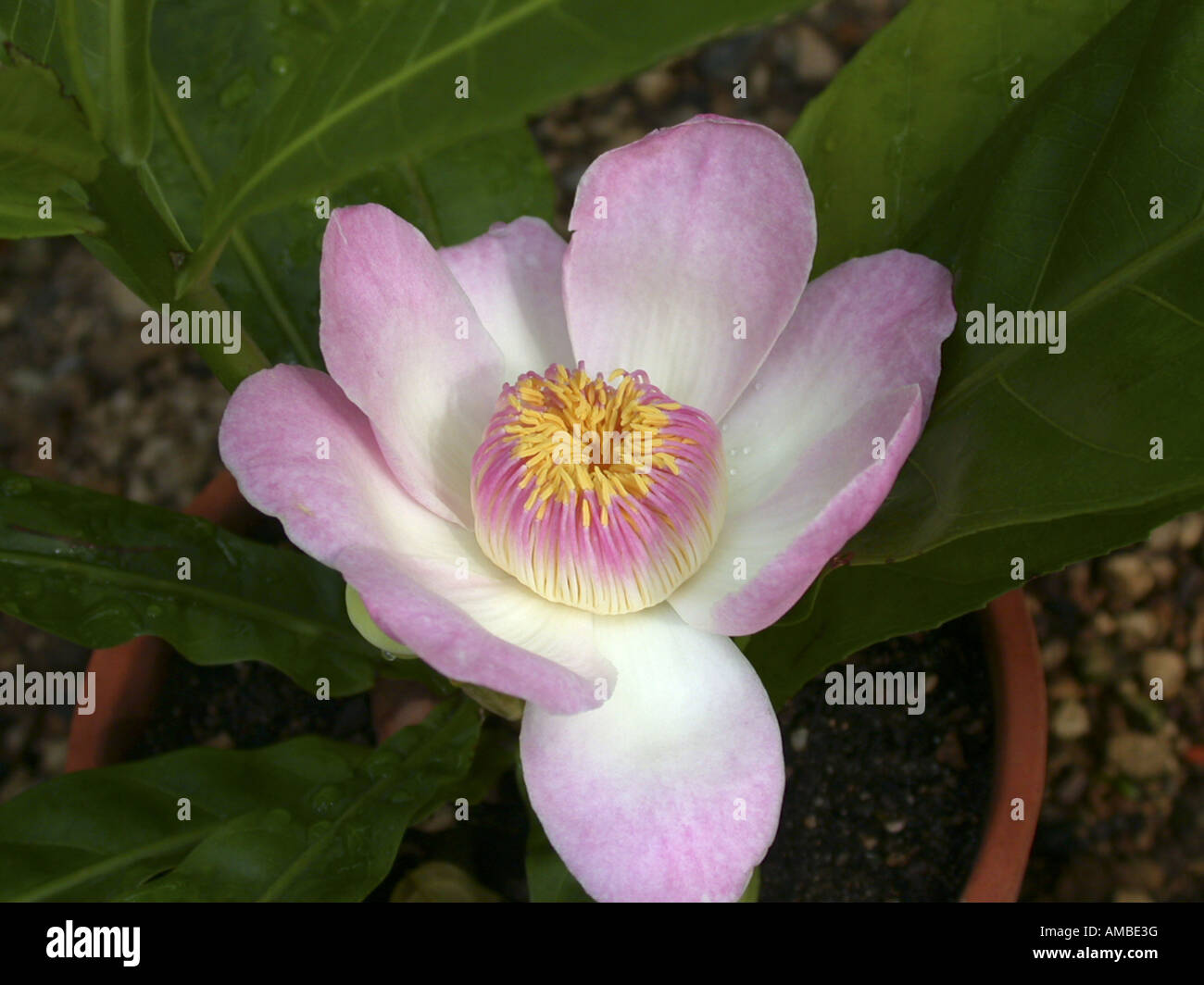 Gustavia (Gustavia superba), flower Stock Photo - Alamy