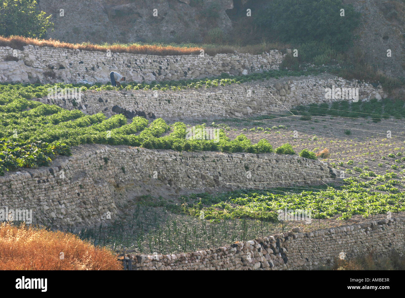 Working the Terraced Fields A lone Greek farmer weeds his vegetable ...