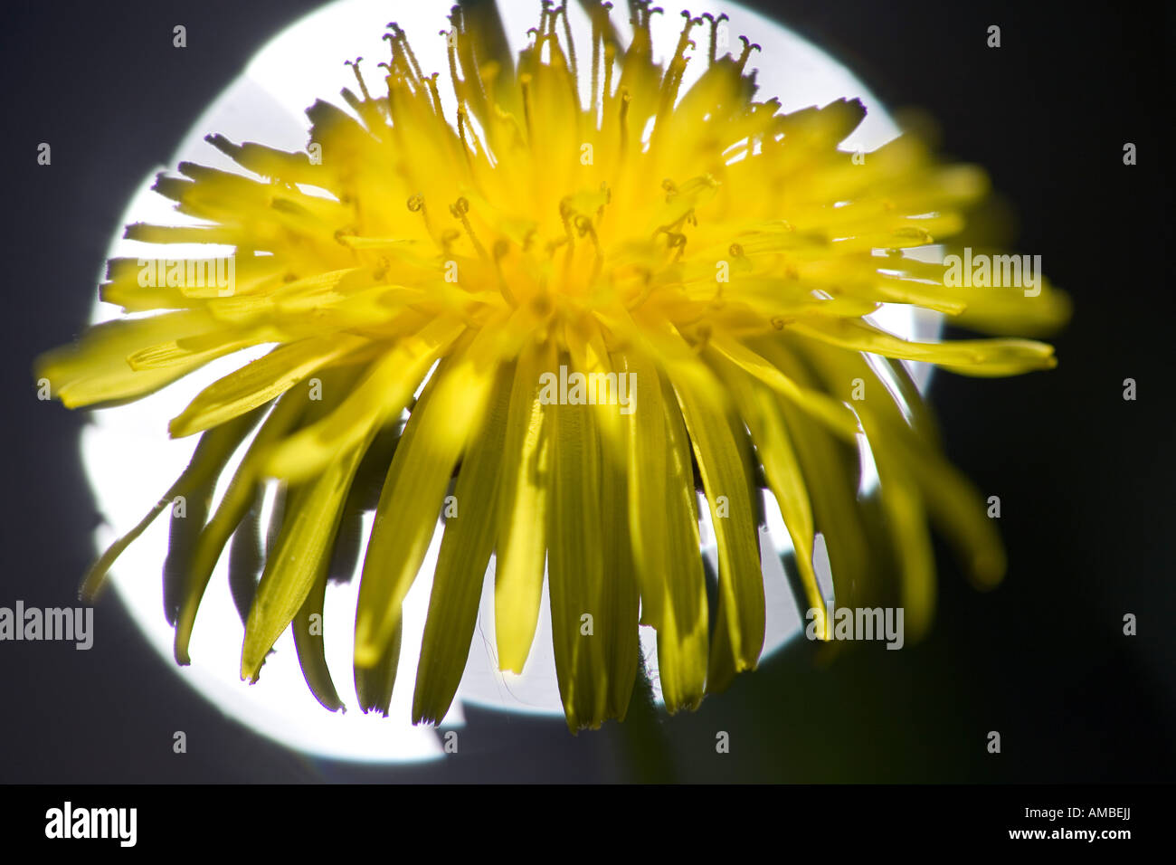 common dandelion (Taraxacum officinale), inflorescence in front of ...
