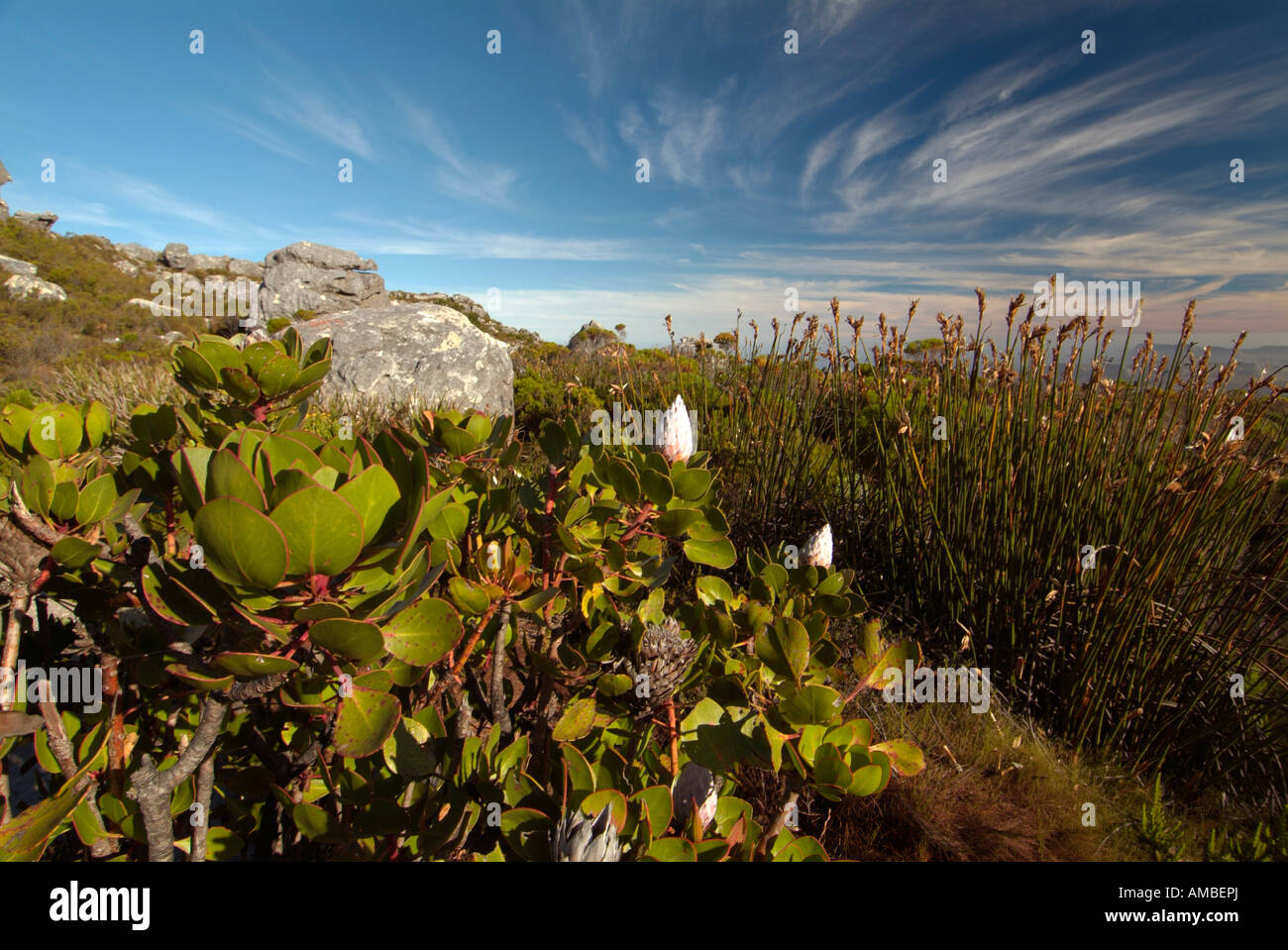 rock formations and fynbos on top of table mountain national park cape ...