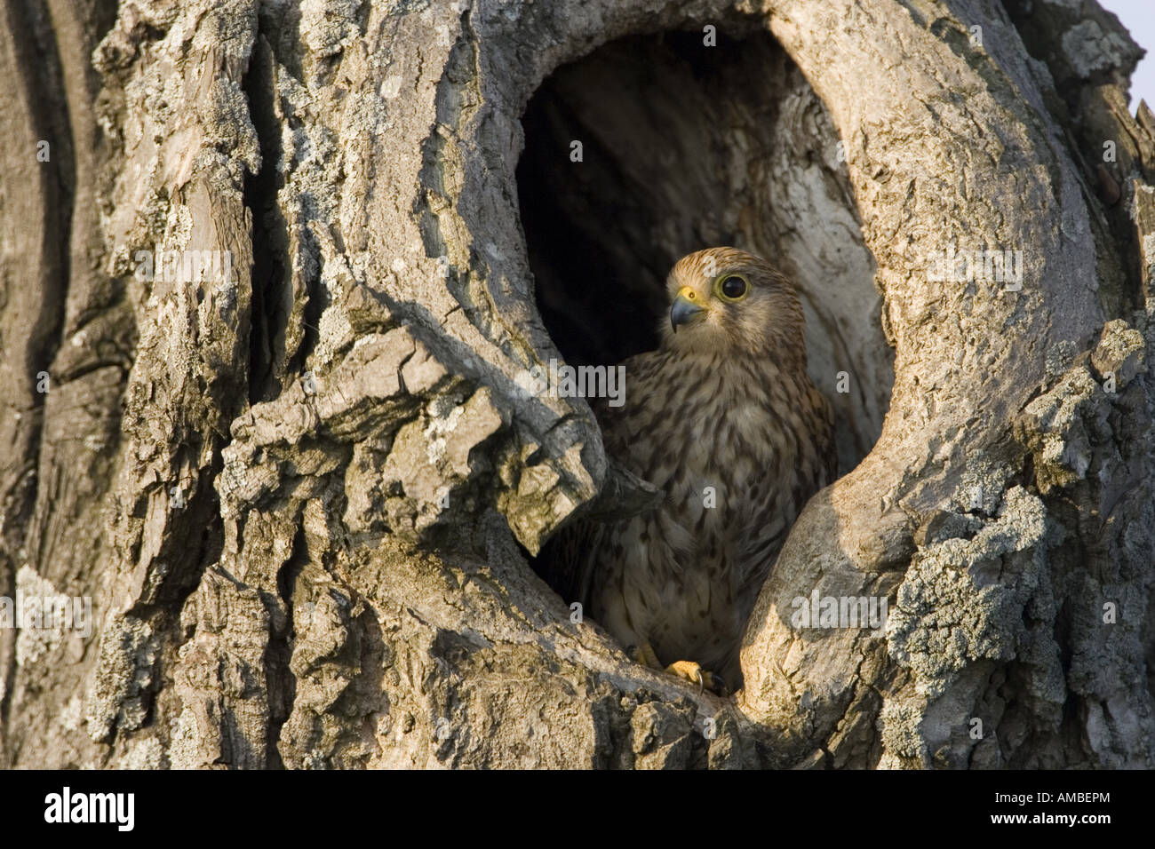Breeding cave in a walnut tree hi-res stock photography and images - Alamy