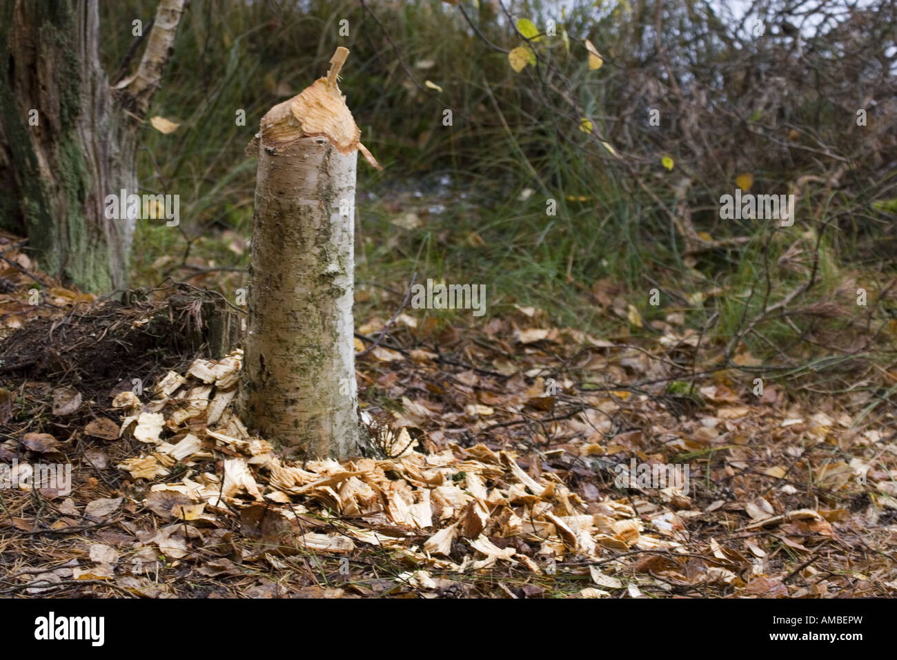 Eurasian beaver, European beaver (Castor fiber), birch felled by a ...