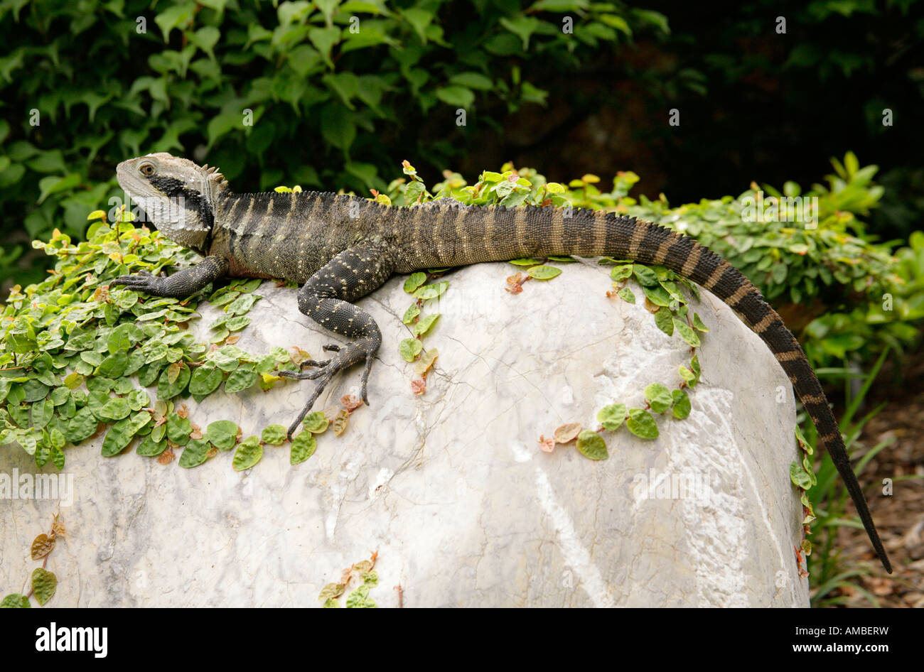 Chinese Water Lizard basking on rocks Stock Photo - Alamy