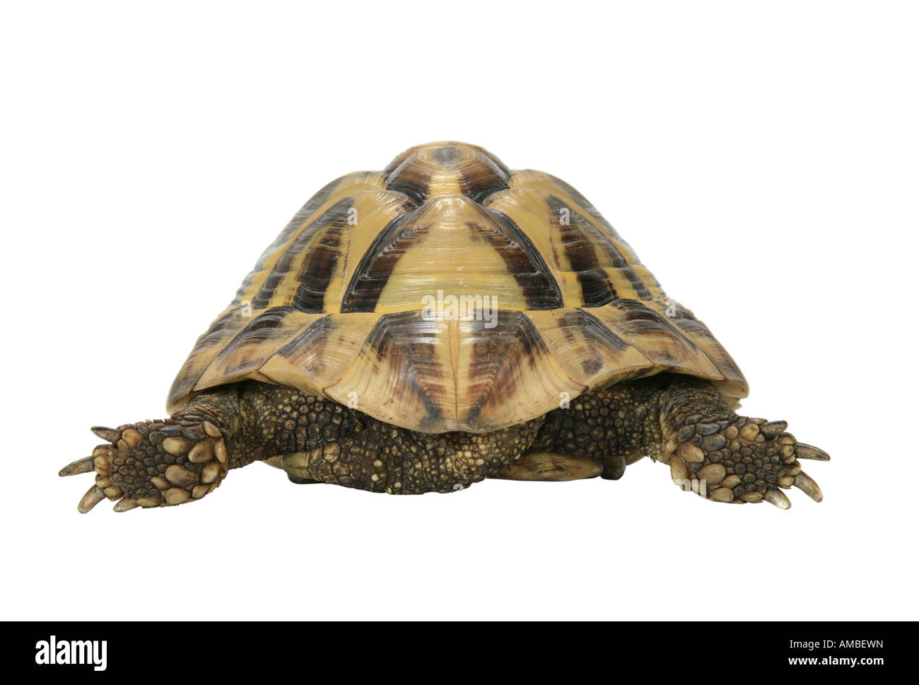 Hermanns tortoise, Greek tortoise, Boettgers tortoise (Testudo hermanni ...