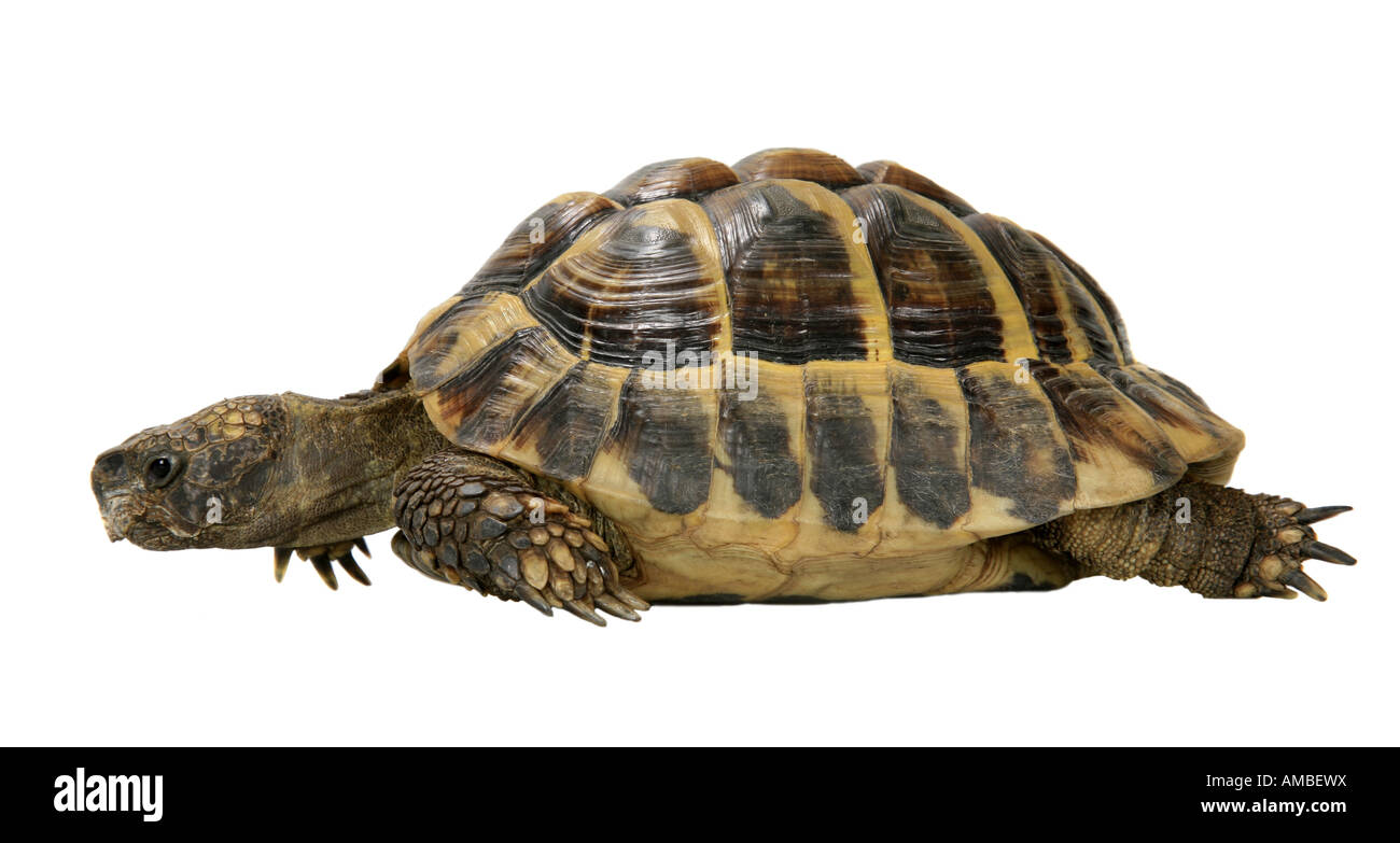 Tortoises out side hi-res stock photography and images - Alamy