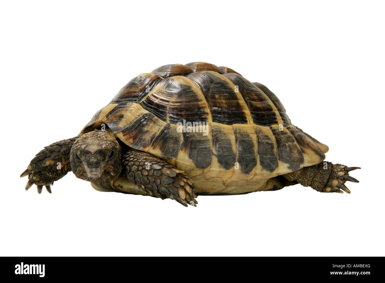 Hermann's tortoise side view Cut Out Stock Images & Pictures - Alamy