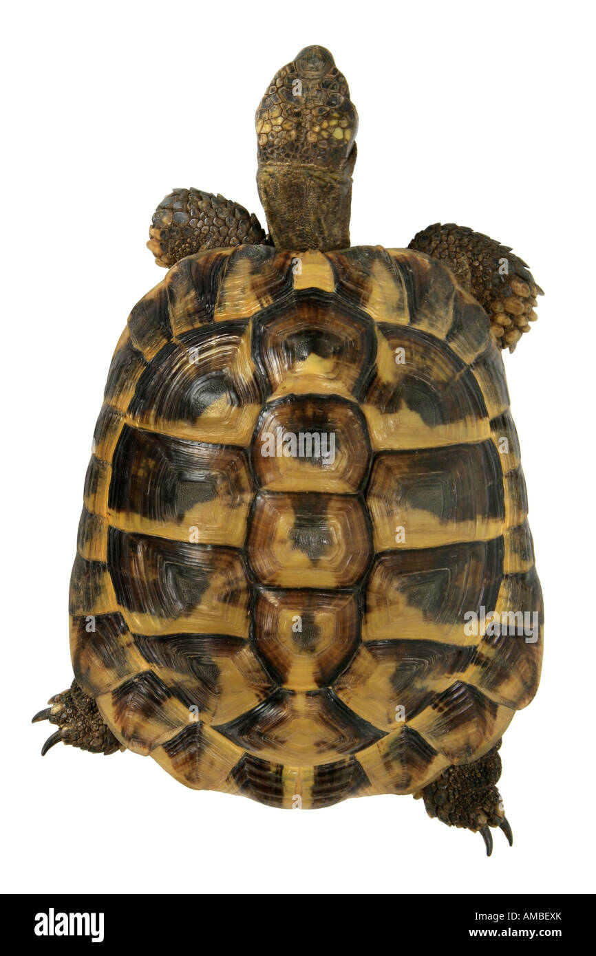 Turtle shell top view hi-res stock photography and images - Alamy