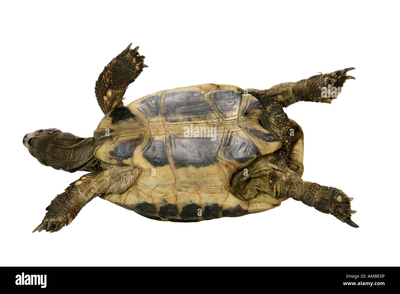 Hermanns tortoise, Greek tortoise, Boettgers tortoise (Testudo hermanni ...