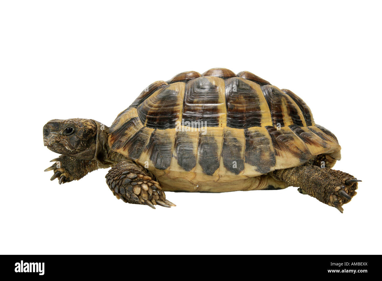 Tortoises structure hi-res stock photography and images - Alamy
