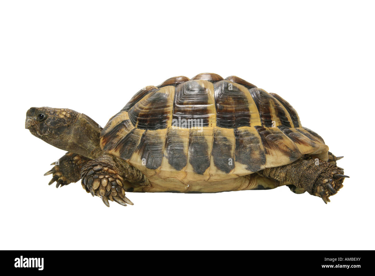 Hermanns tortoise, Greek tortoise, Boettgers tortoise (Testudo hermanni ...