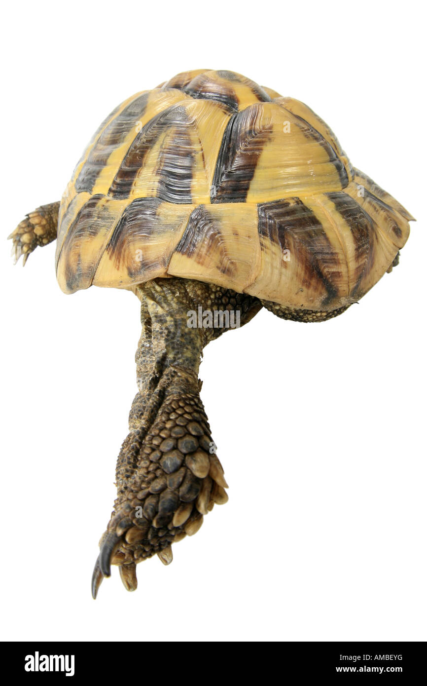 Hermanns tortoise, Greek tortoise, Boettgers tortoise (Testudo hermanni ...