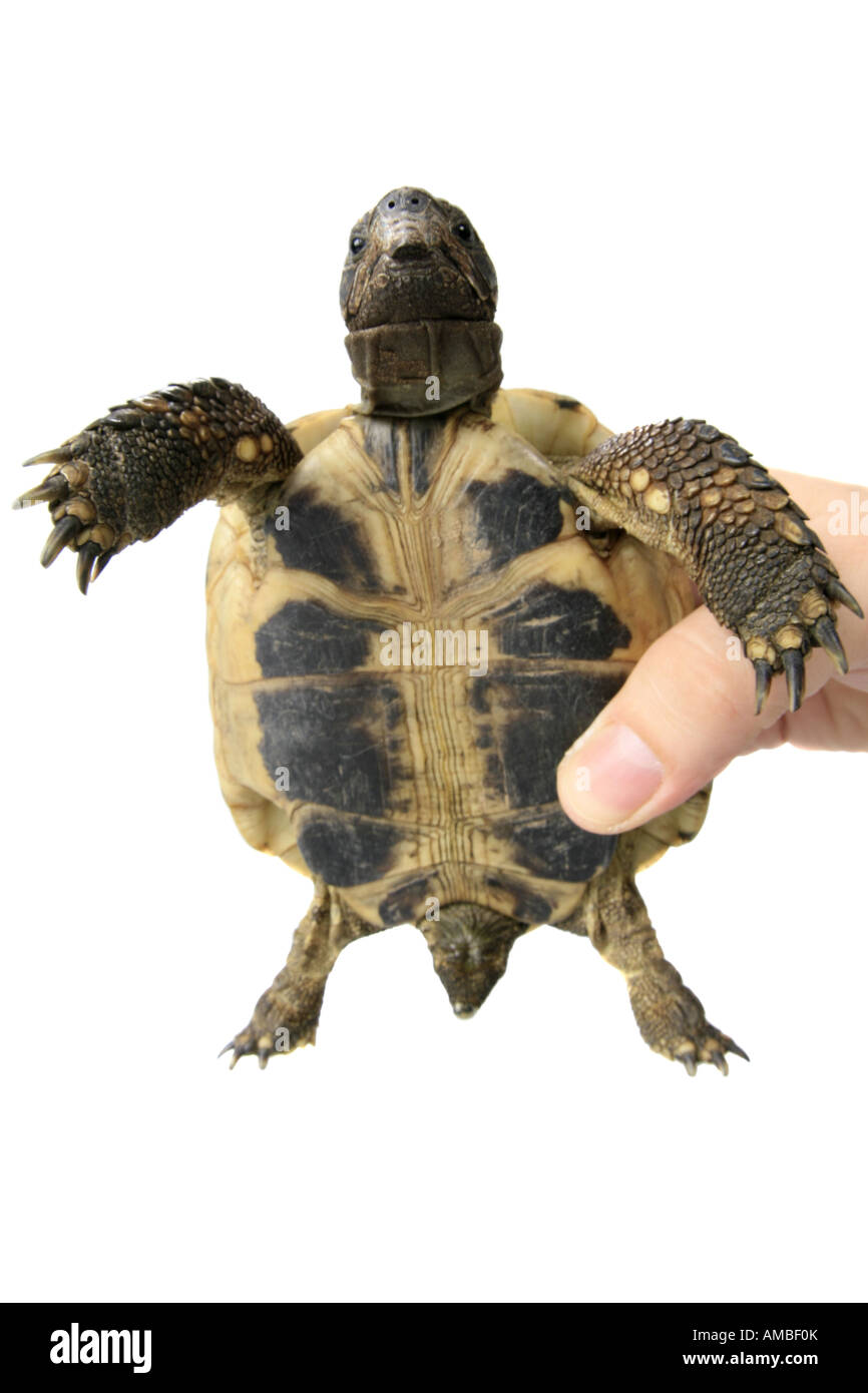 Hermanns tortoise, Greek tortoise, Boettgers tortoise (Testudo hermanni ...