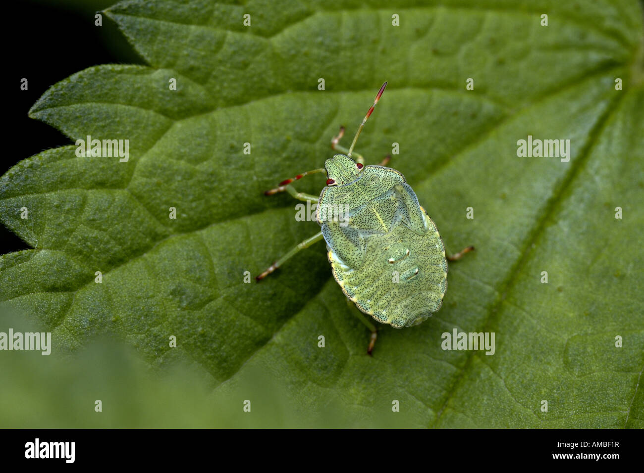 green shield bug, common green shield bug (Palomena prasina), larva ...