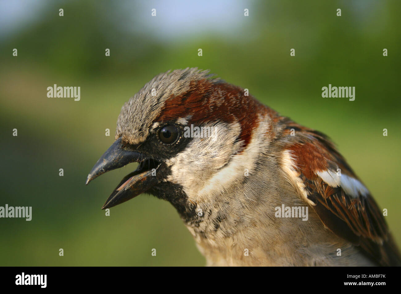 house sparrow (Passer domesticus), portrait with open bill, Germany ...